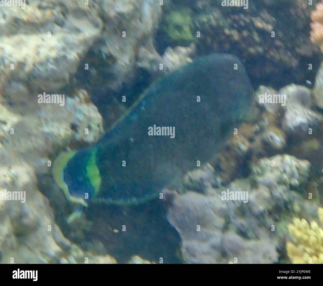 Red Sea Dusky Wrasse (Halichoeres marginatus Stock Photo - Alamy