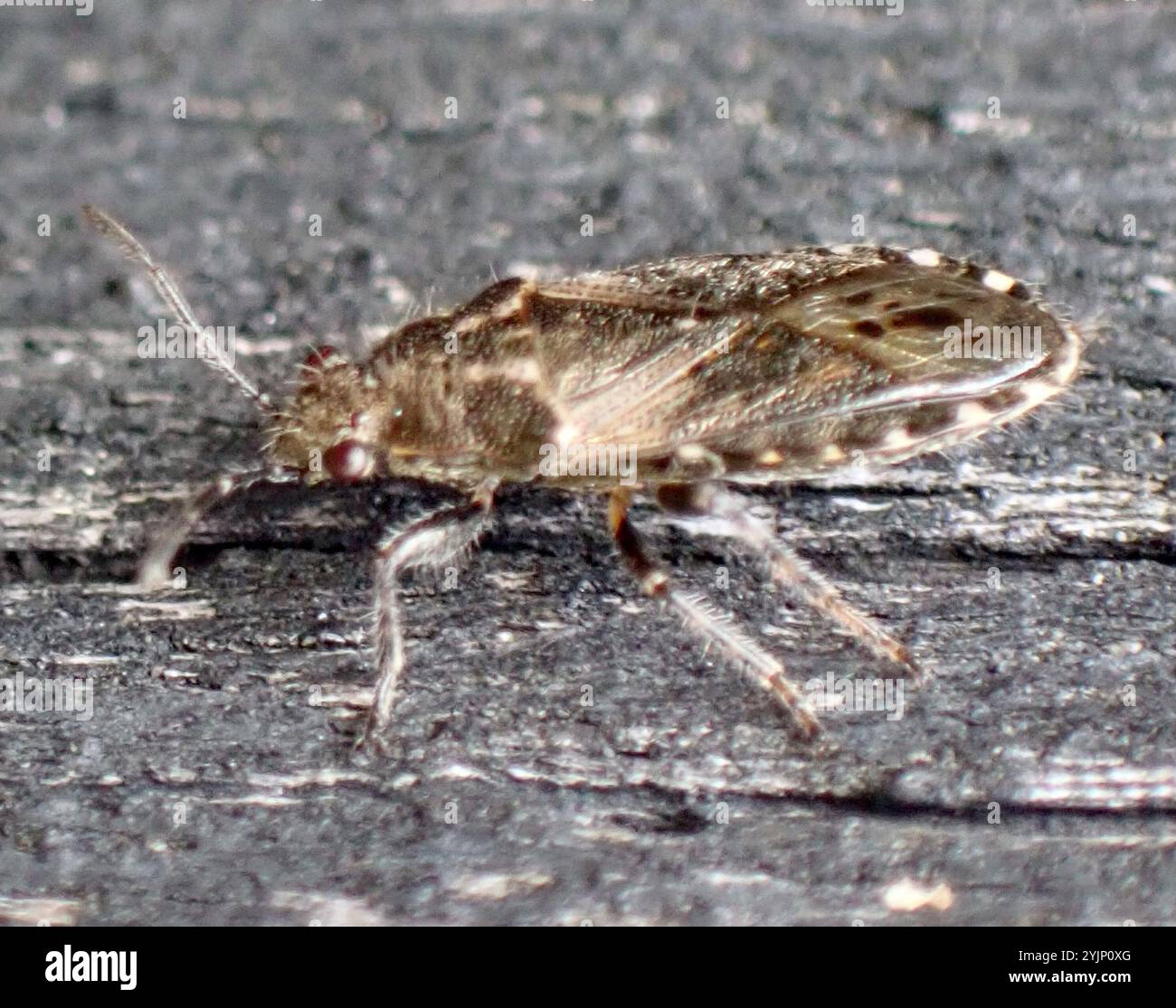Heterogaster urticae hi-res stock photography and images - Alamy