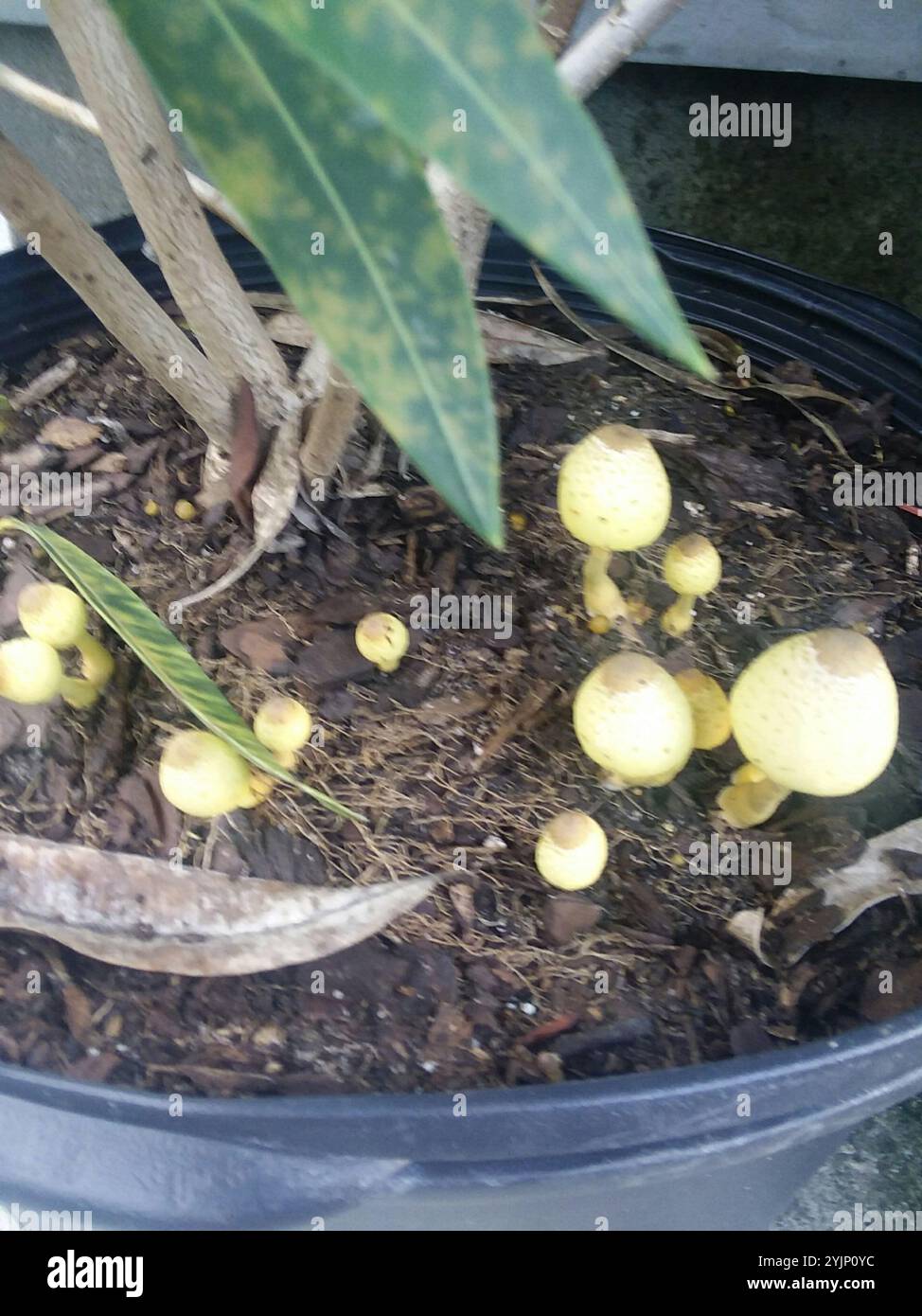 flowerpot parasol (Leucocoprinus birnbaumii Stock Photo - Alamy