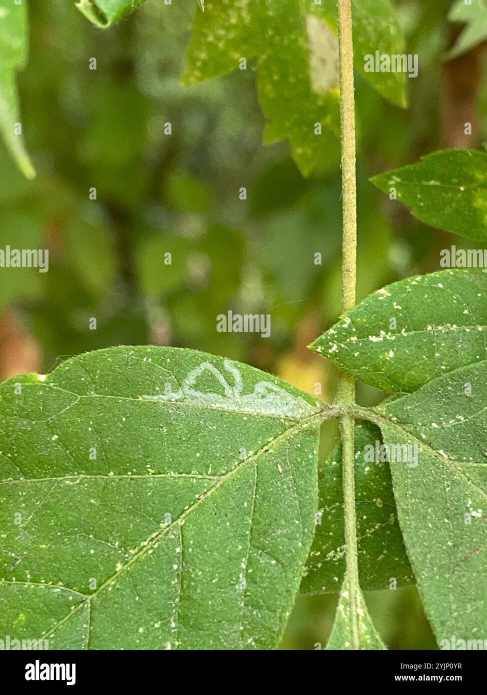 Boxelder Leafroller Moth (Caloptilia negundella Stock Photo - Alamy