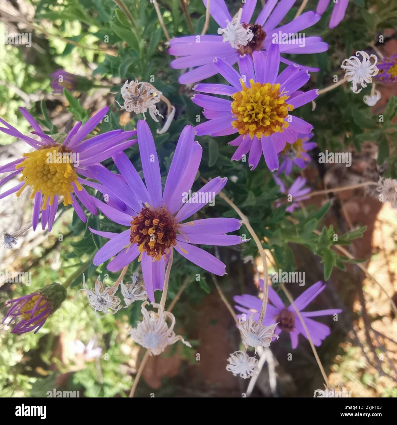 Fine Felicia (Felicia filifolia Stock Photo - Alamy