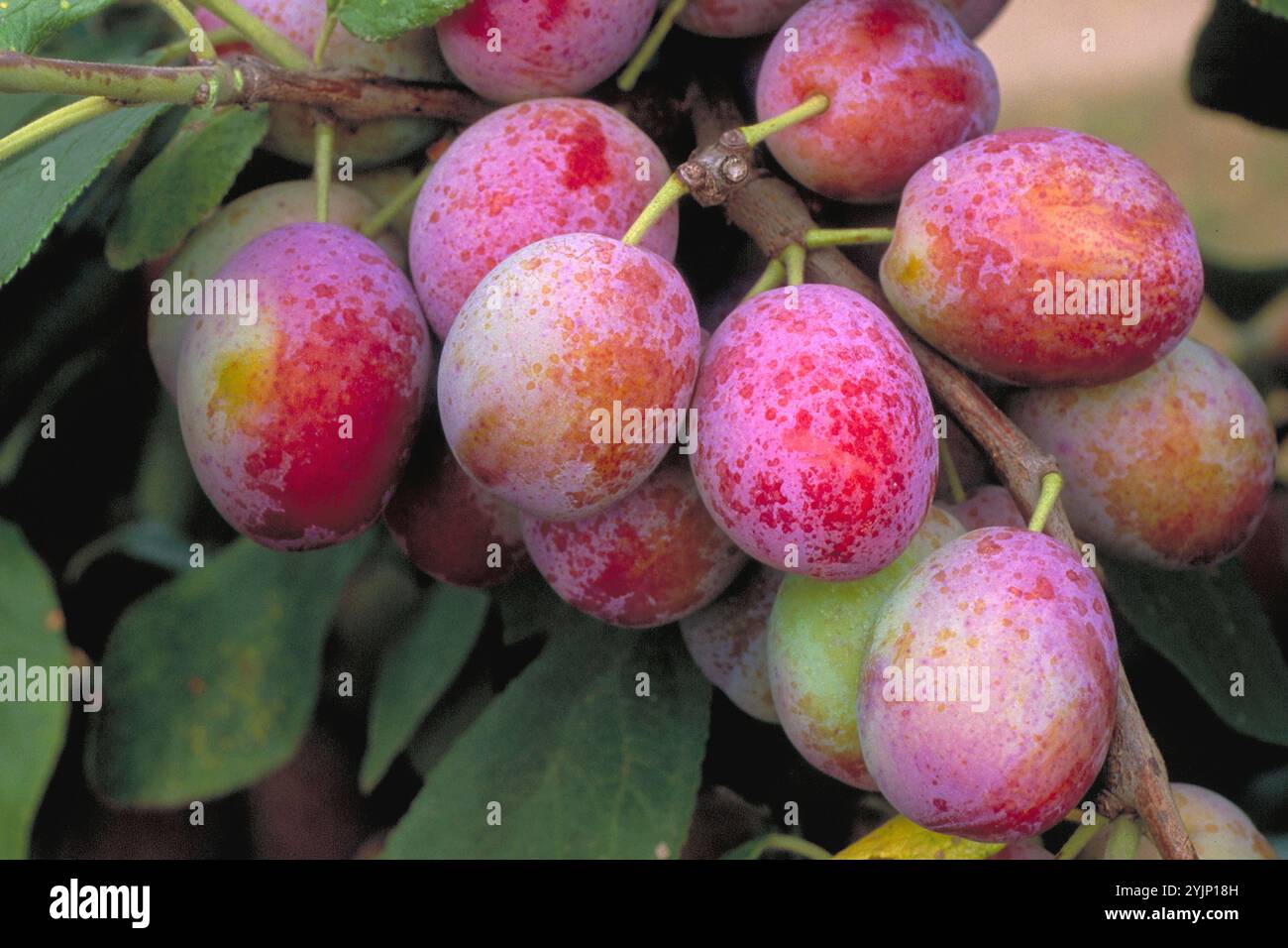 Prunus domestica Königin Viktoria, Prunus domestica Queen Victoria ...