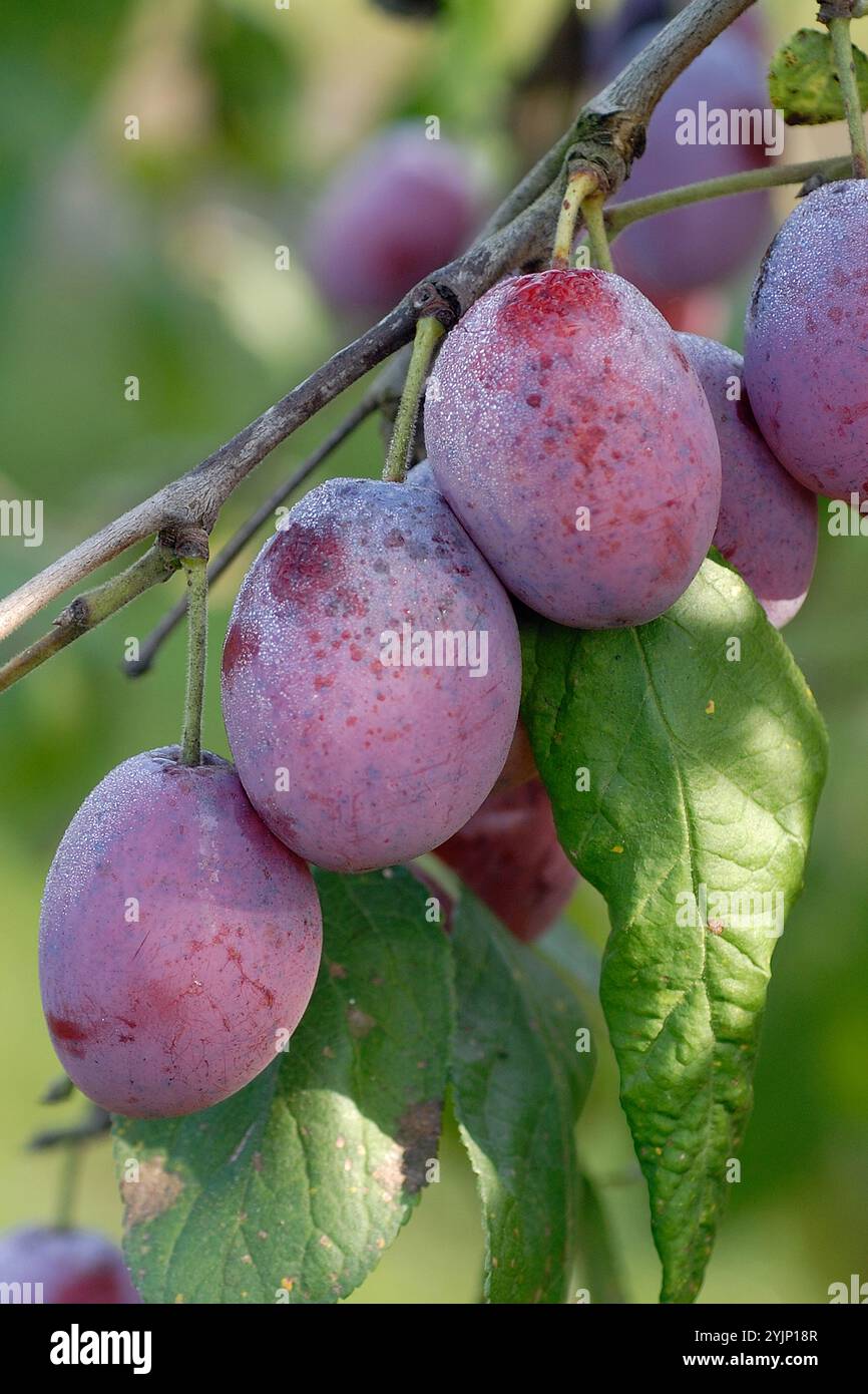 Prunus domestica Königin Viktoria, Prunus domestica Queen Victoria ...