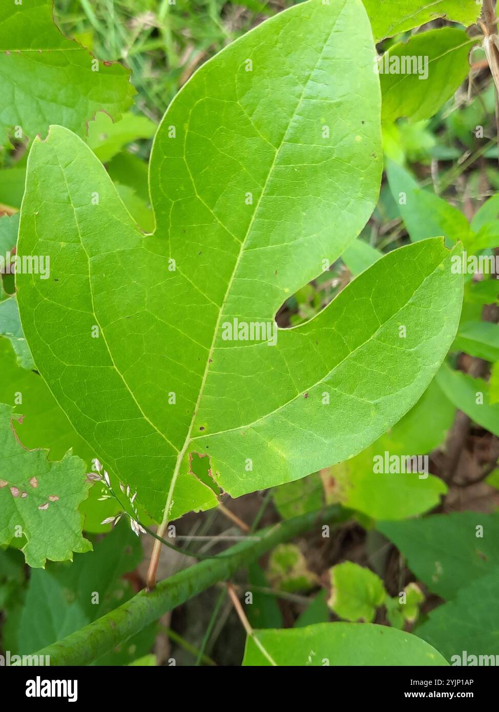 sassafras (Sassafras albidum Stock Photo - Alamy