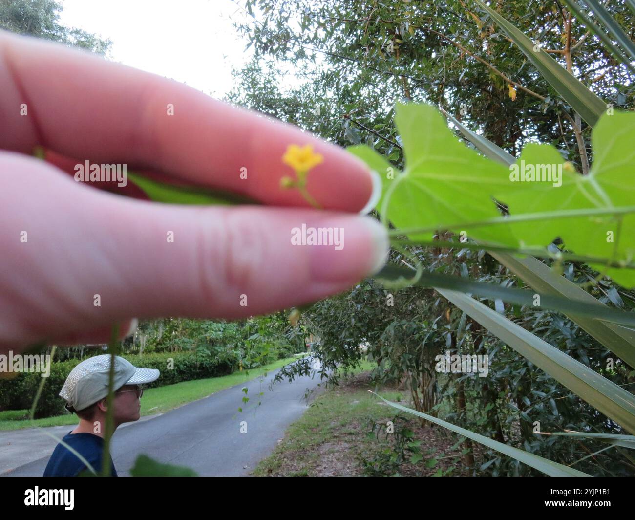 creeping cucumber (Melothria pendula Stock Photo - Alamy
