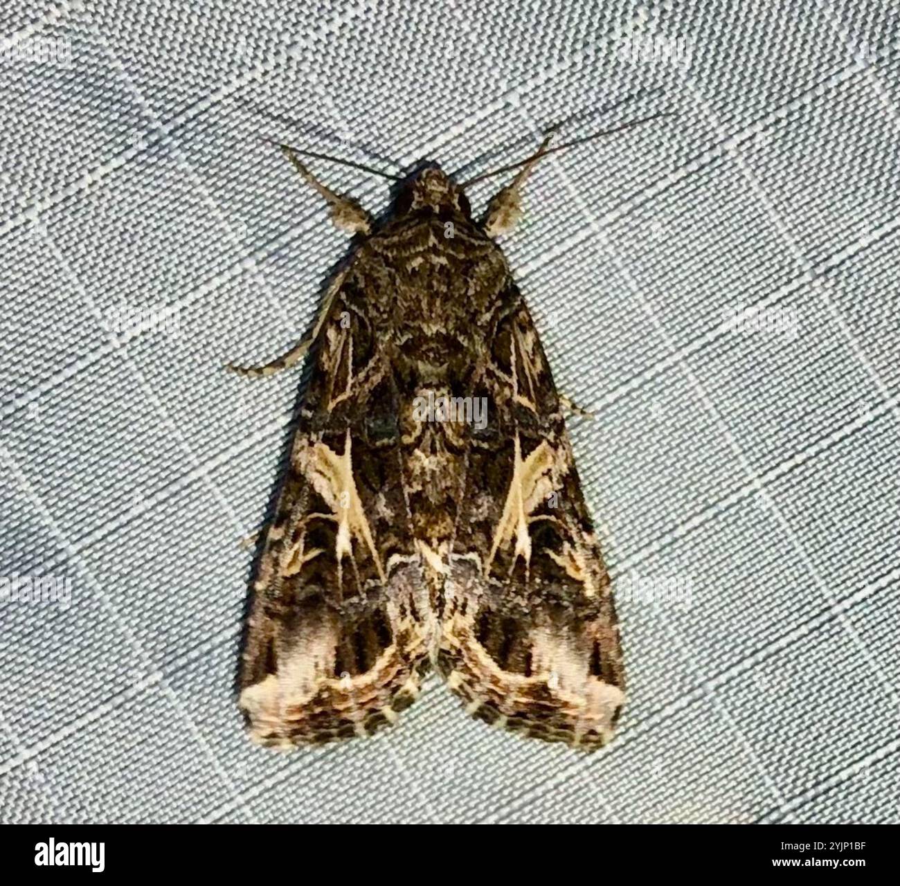 Yellow-striped Armyworm Moth (Spodoptera ornithogalli Stock Photo - Alamy