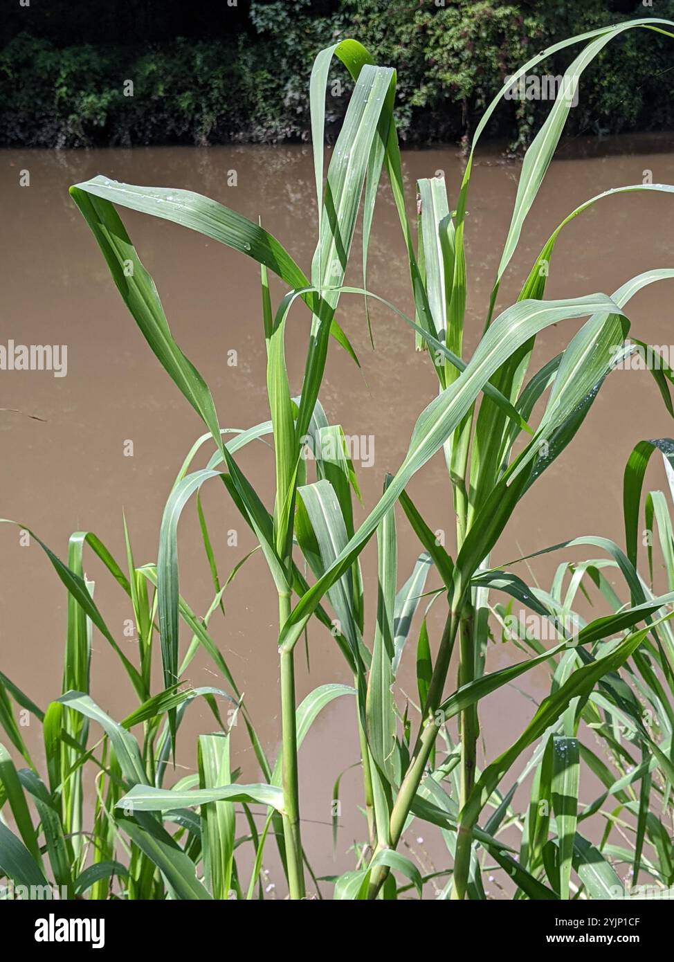bristlegrasses, bluestems, paspalums, and allies (Panicoideae Stock ...