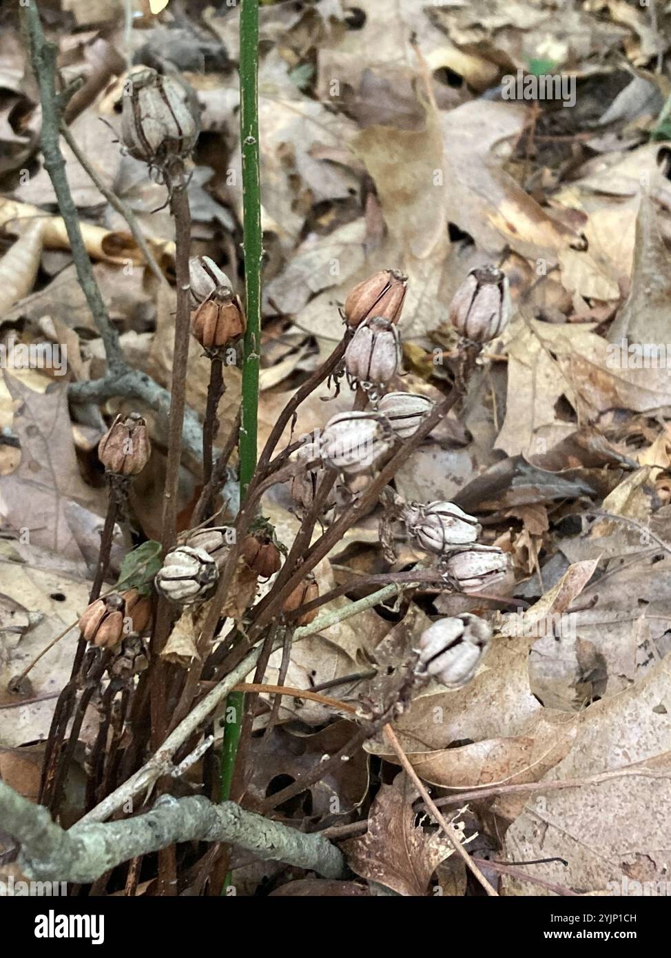Ghost Pipe (Monotropa uniflora Stock Photo - Alamy