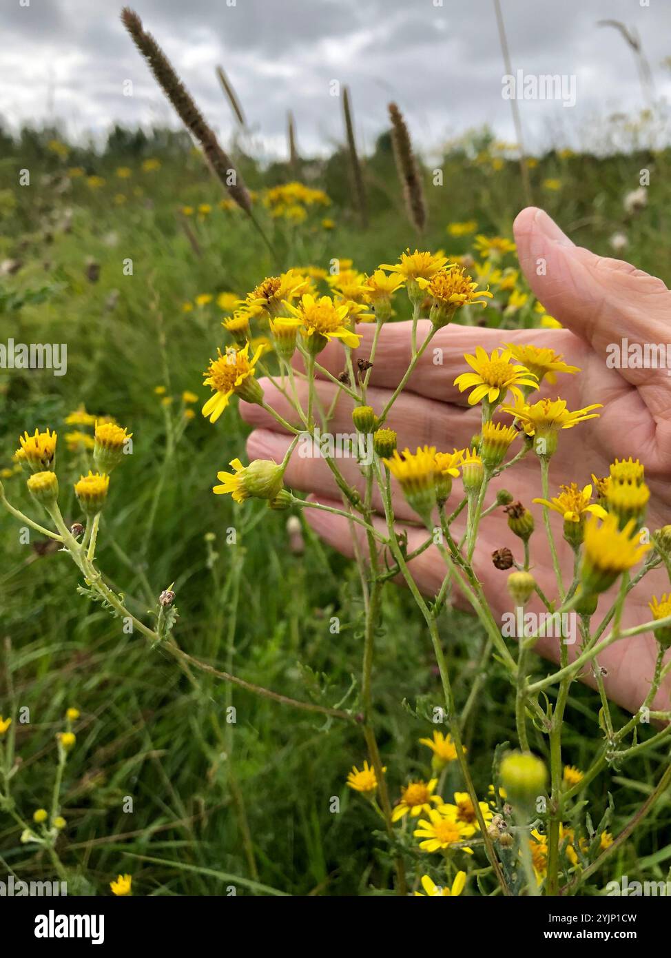 Hoary Ragwort (Jacobaea erucifolia Stock Photo - Alamy