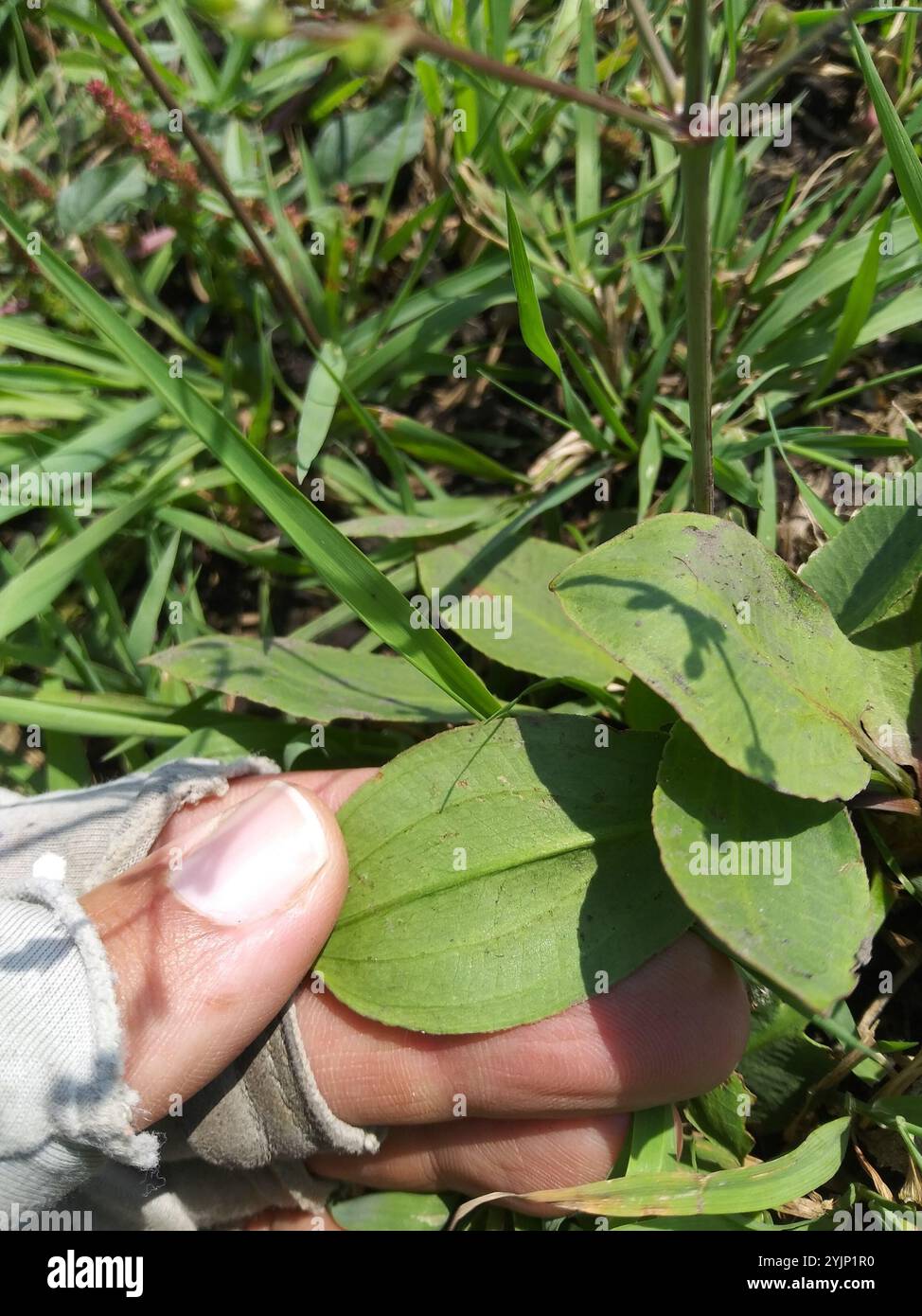 northern water-plantain (Alisma triviale Stock Photo - Alamy