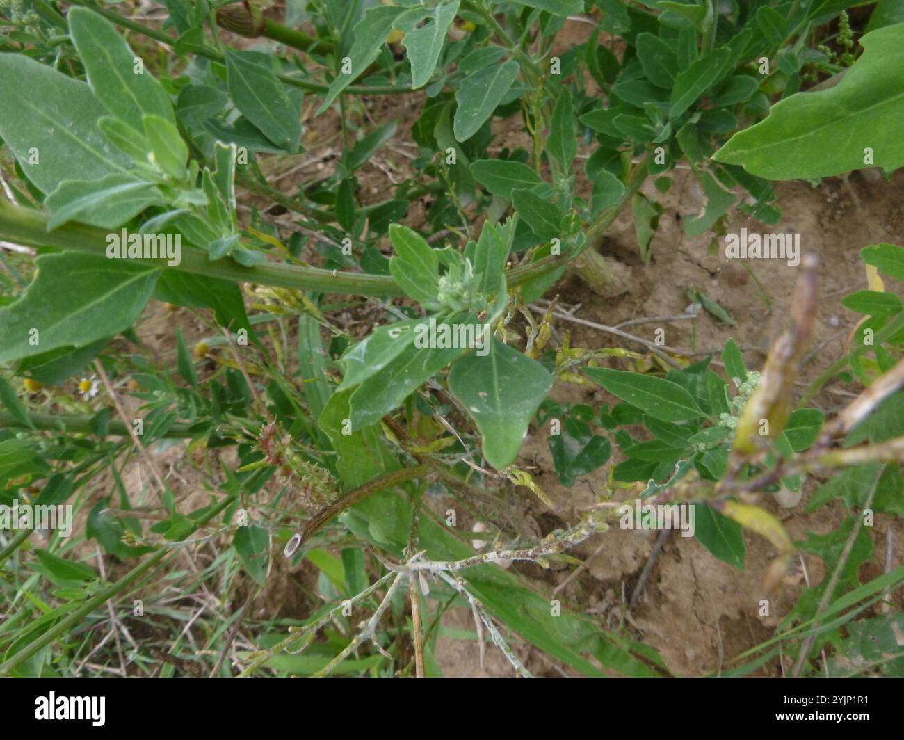 Common Lambsquarters (Chenopodium album Stock Photo - Alamy