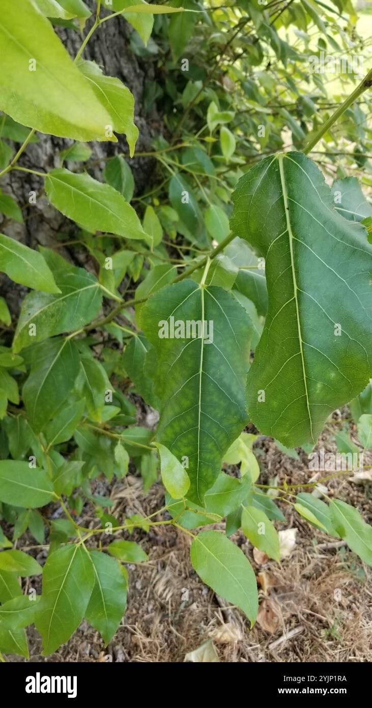 black cottonwood (Populus trichocarpa Stock Photo - Alamy