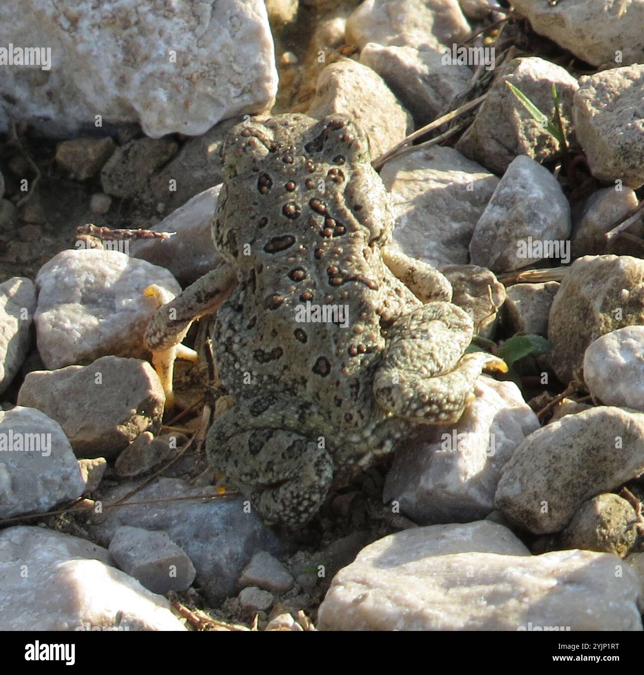Fowler's Toad (Anaxyrus fowleri Stock Photo - Alamy