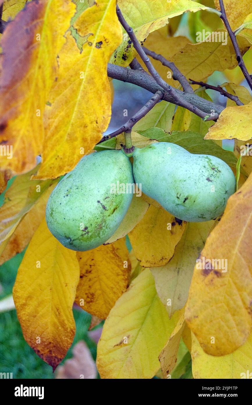 Indianerbanane, Asimina triloba Overlese,, Indian banana Stock Photo ...