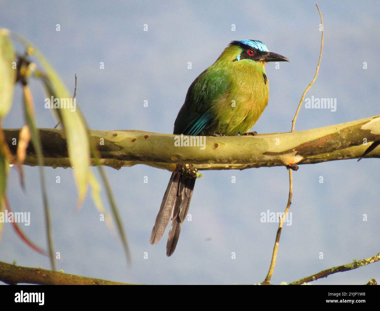 Andean Motmot (Momotus aequatorialis Stock Photo - Alamy
