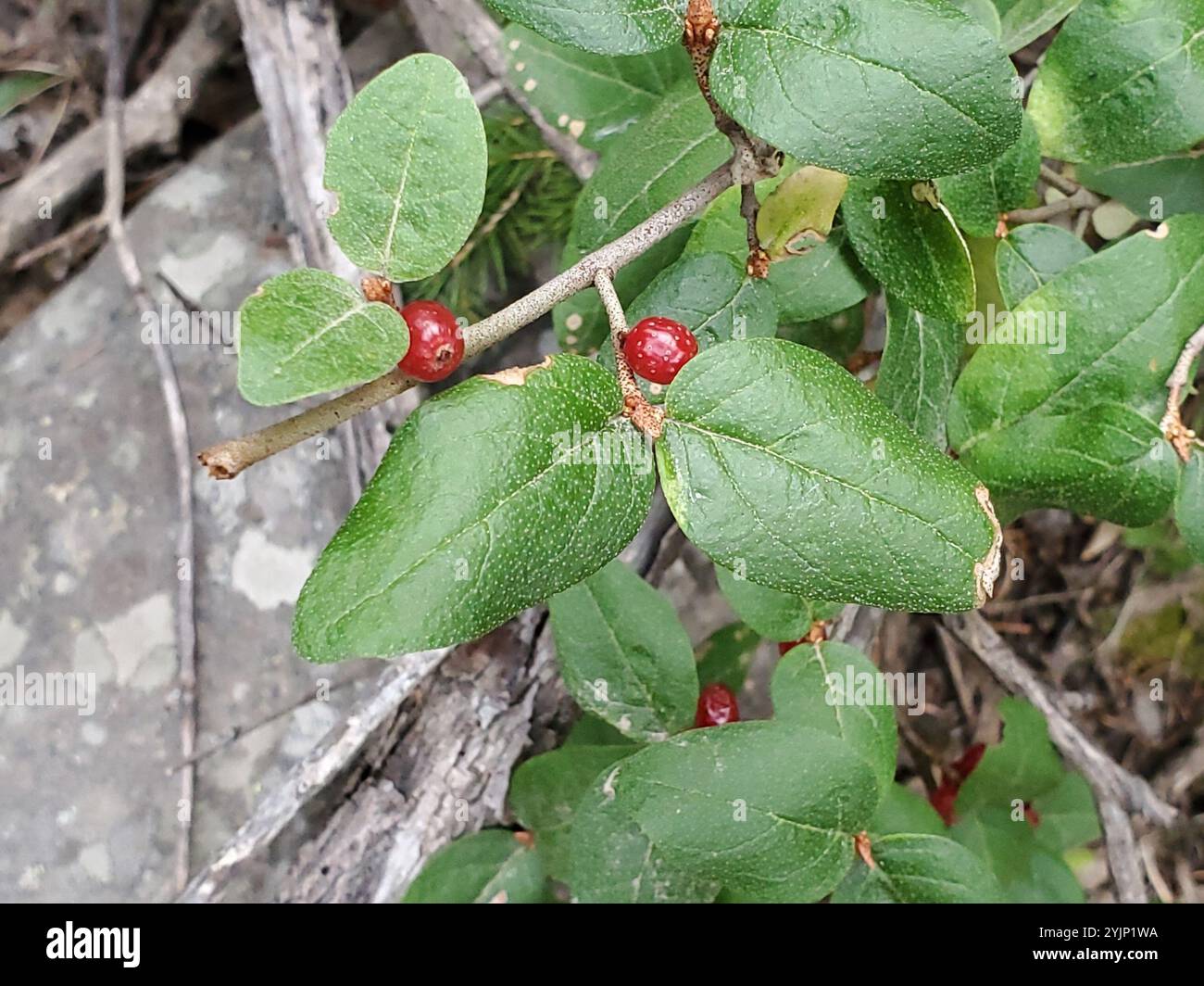 Canadian buffalo-berry (Shepherdia canadensis Stock Photo - Alamy