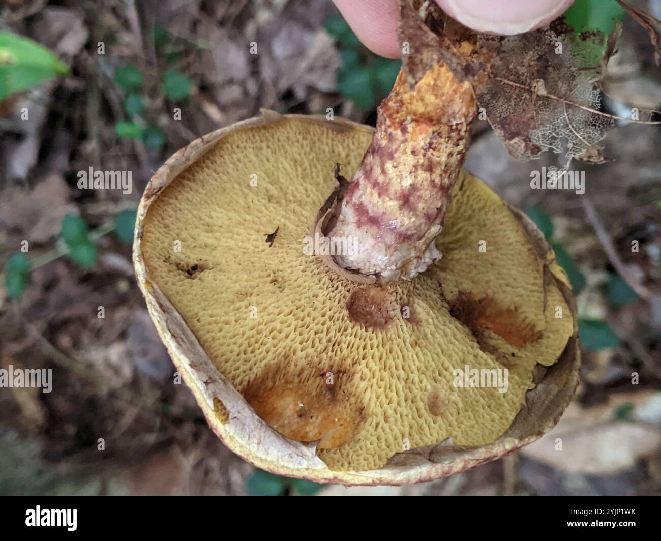 Painted Suillus (Suillus spraguei Stock Photo - Alamy