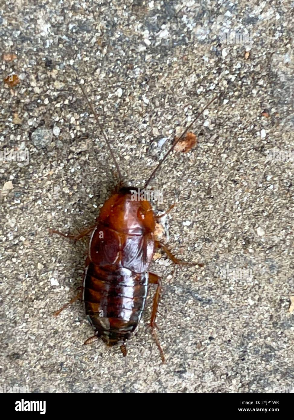 Pennsylvania Wood Cockroach (Parcoblatta pennsylvanica Stock Photo - Alamy