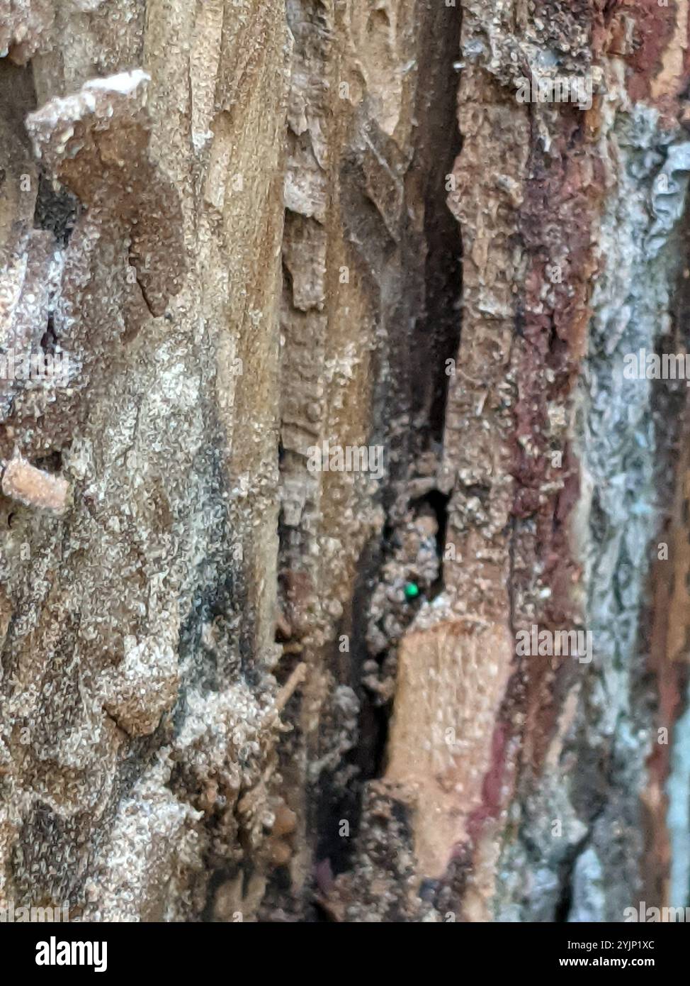 Emerald Ash Borer (Agrilus planipennis Stock Photo - Alamy
