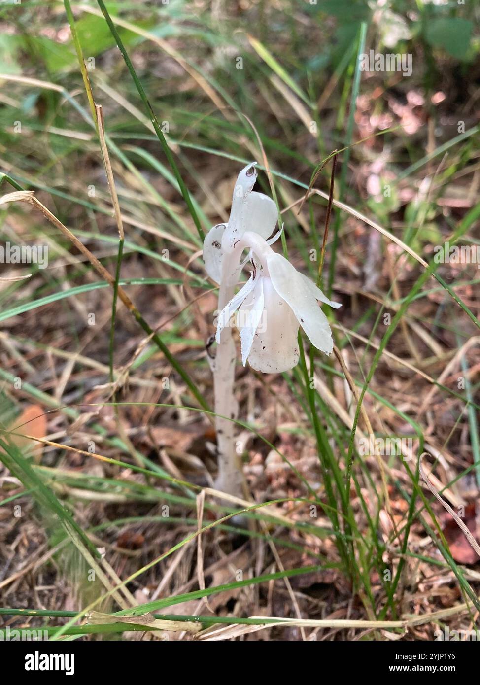 Ghost Pipe (Monotropa uniflora Stock Photo - Alamy