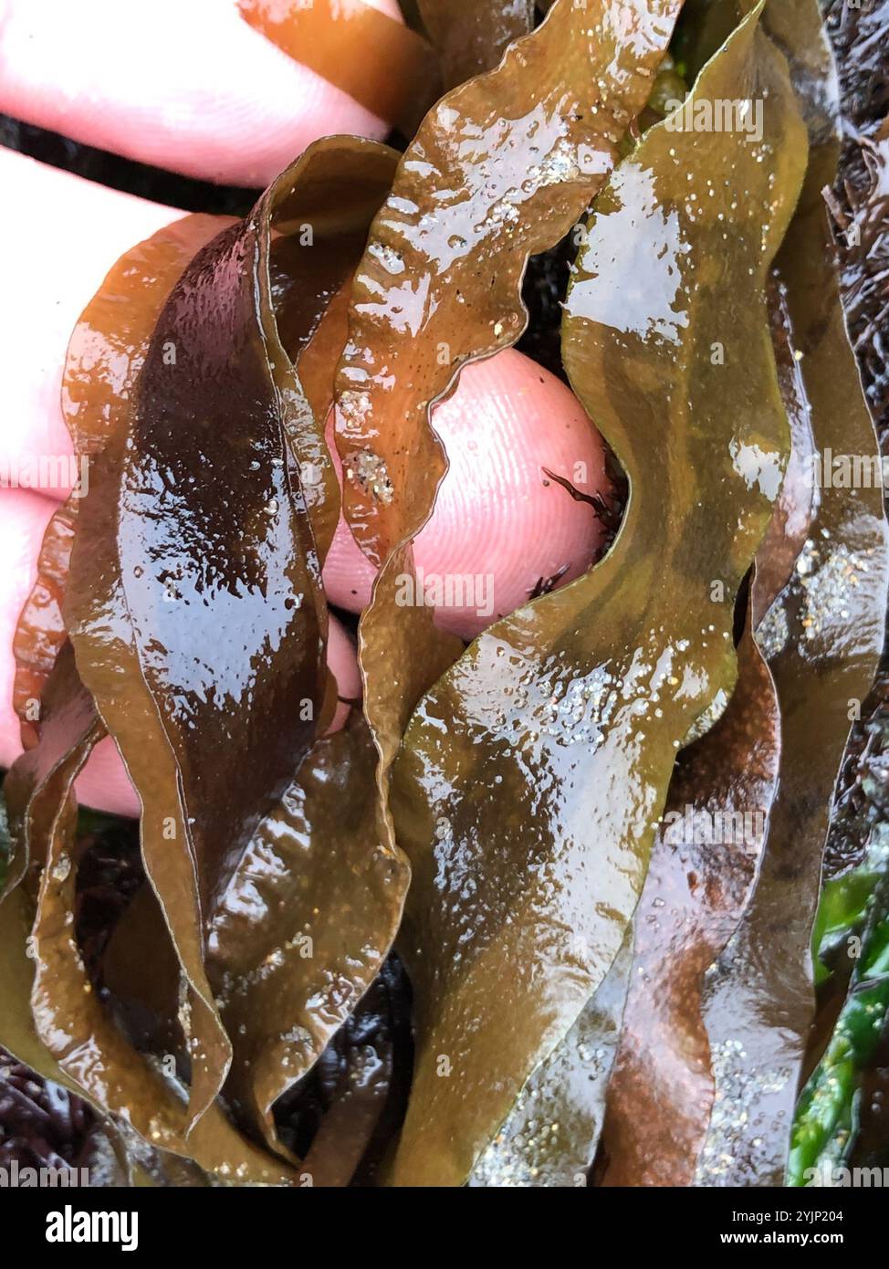 Iridescent Algae (Mazzaella Stock Photo - Alamy
