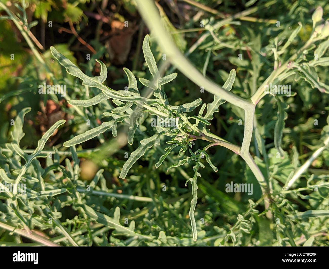 Perennial Wall-rocket (Diplotaxis tenuifolia Stock Photo - Alamy