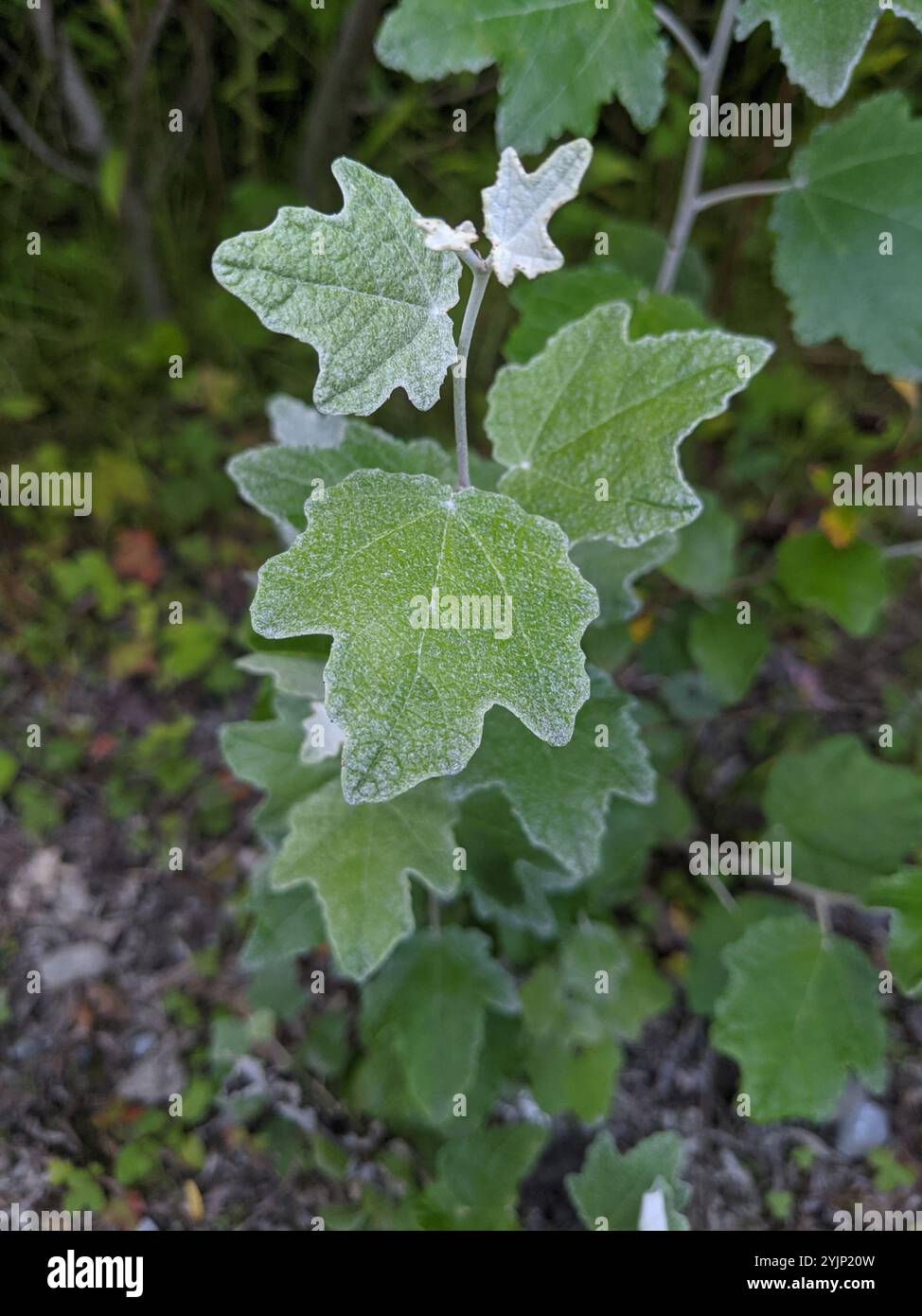 white poplar (Populus alba Stock Photo - Alamy