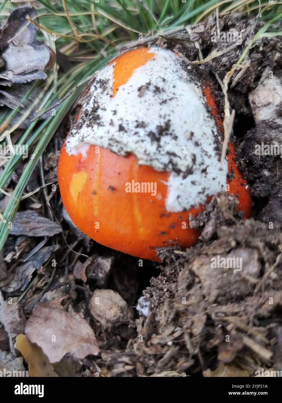 Caesar's mushroom (Amanita caesarea Stock Photo - Alamy