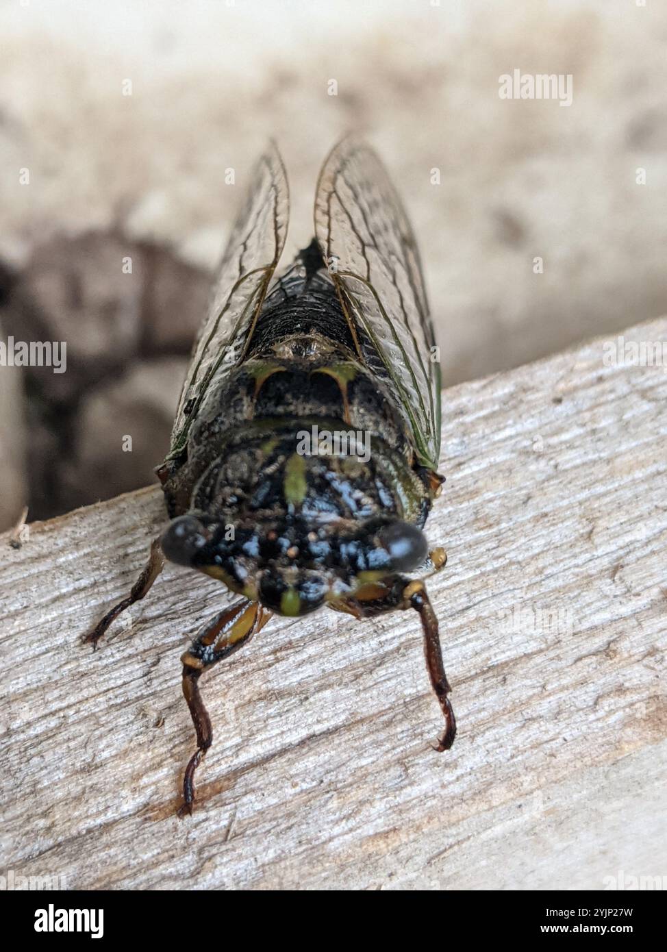 Northern Dog-day Cicada (Neotibicen canicularis Stock Photo - Alamy