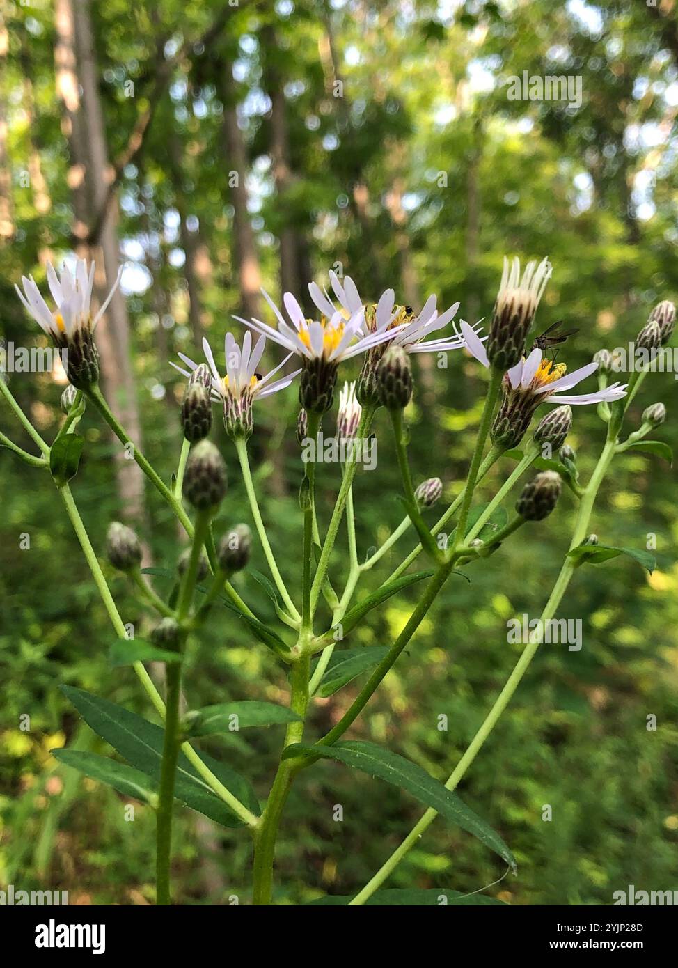 large-leaved aster (Eurybia macrophylla Stock Photo - Alamy