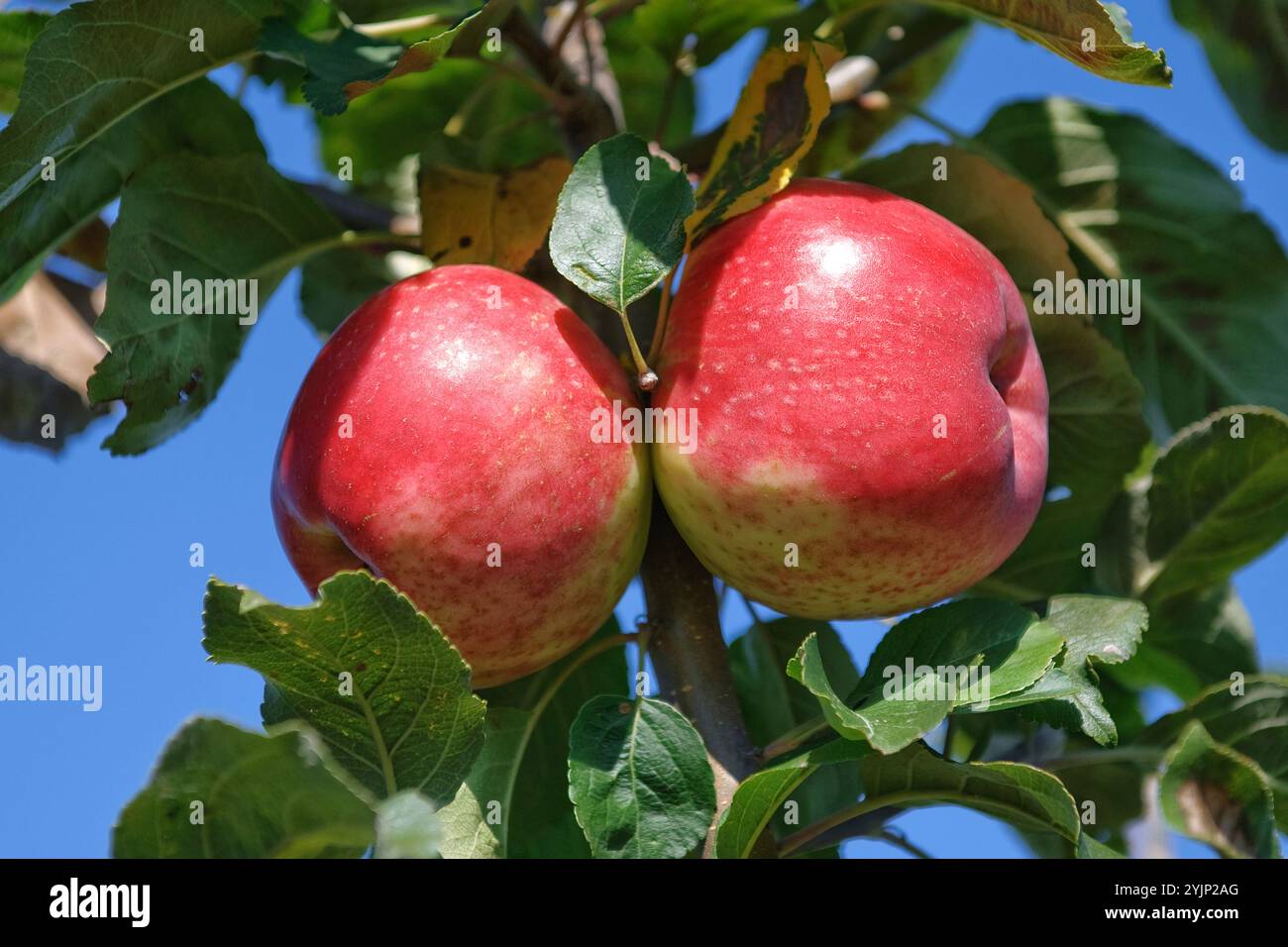 Apfel, Malus domestica Gascoynes Scharlachroter,, Apple, Malus ...