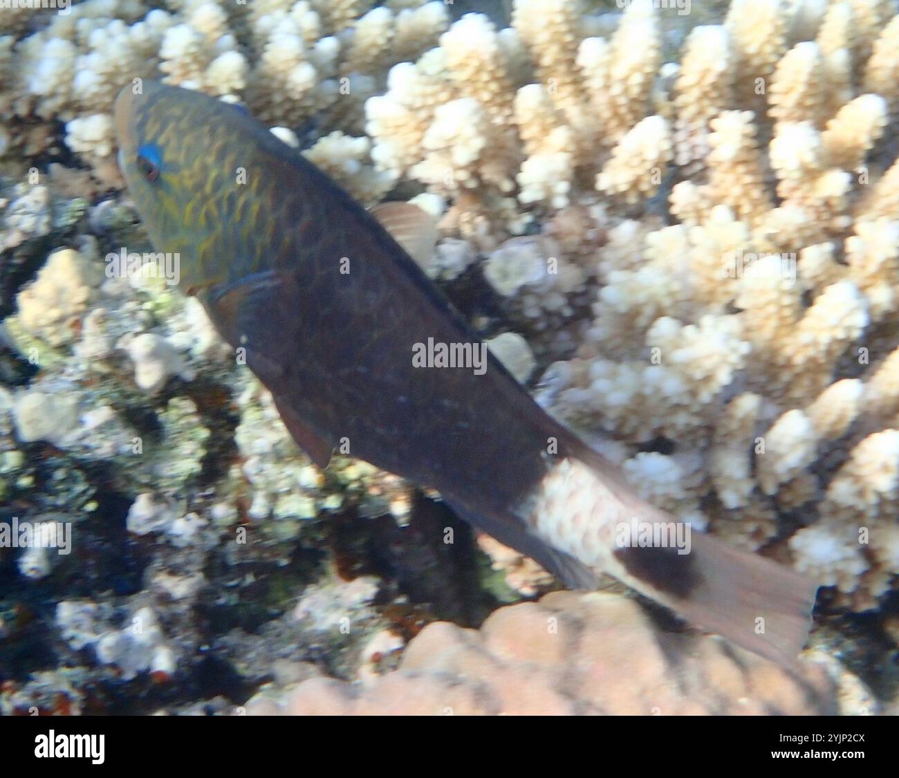 Indian Bullethead Parrotfish (Chlorurus sordidus Stock Photo - Alamy