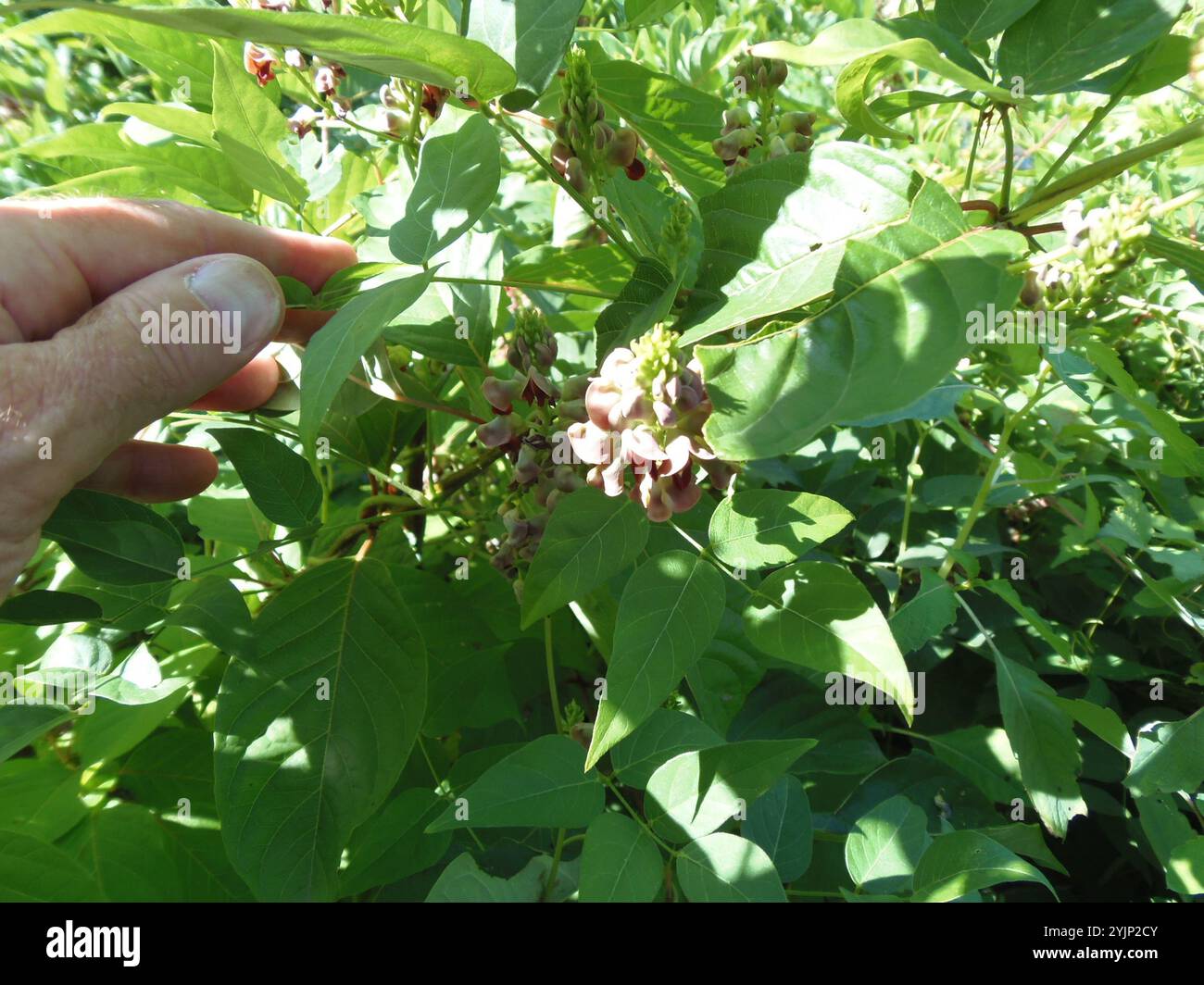 American groundnut (Apios americana Stock Photo - Alamy