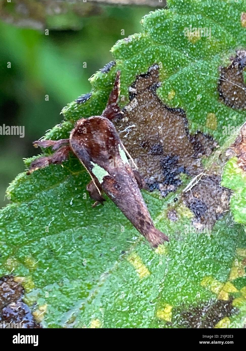 Spiny Oak-slug Moth (Euclea delphinii Stock Photo - Alamy