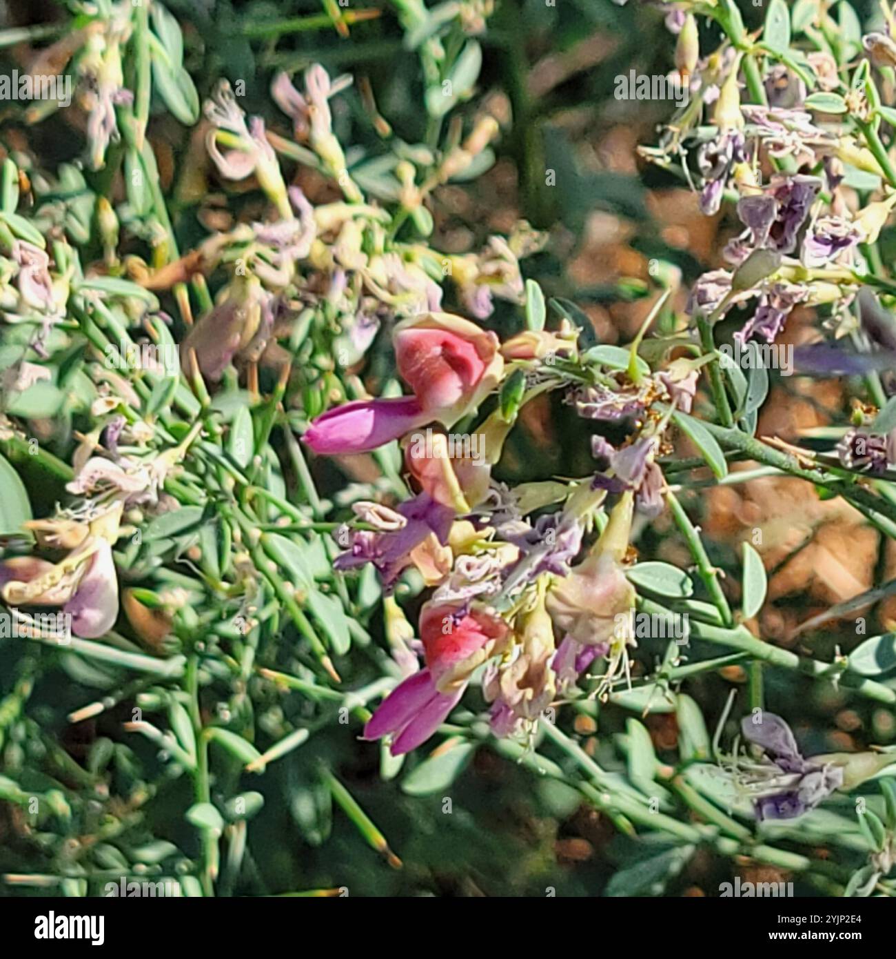 Camel's Thorn (Alhagi graecorum Stock Photo - Alamy
