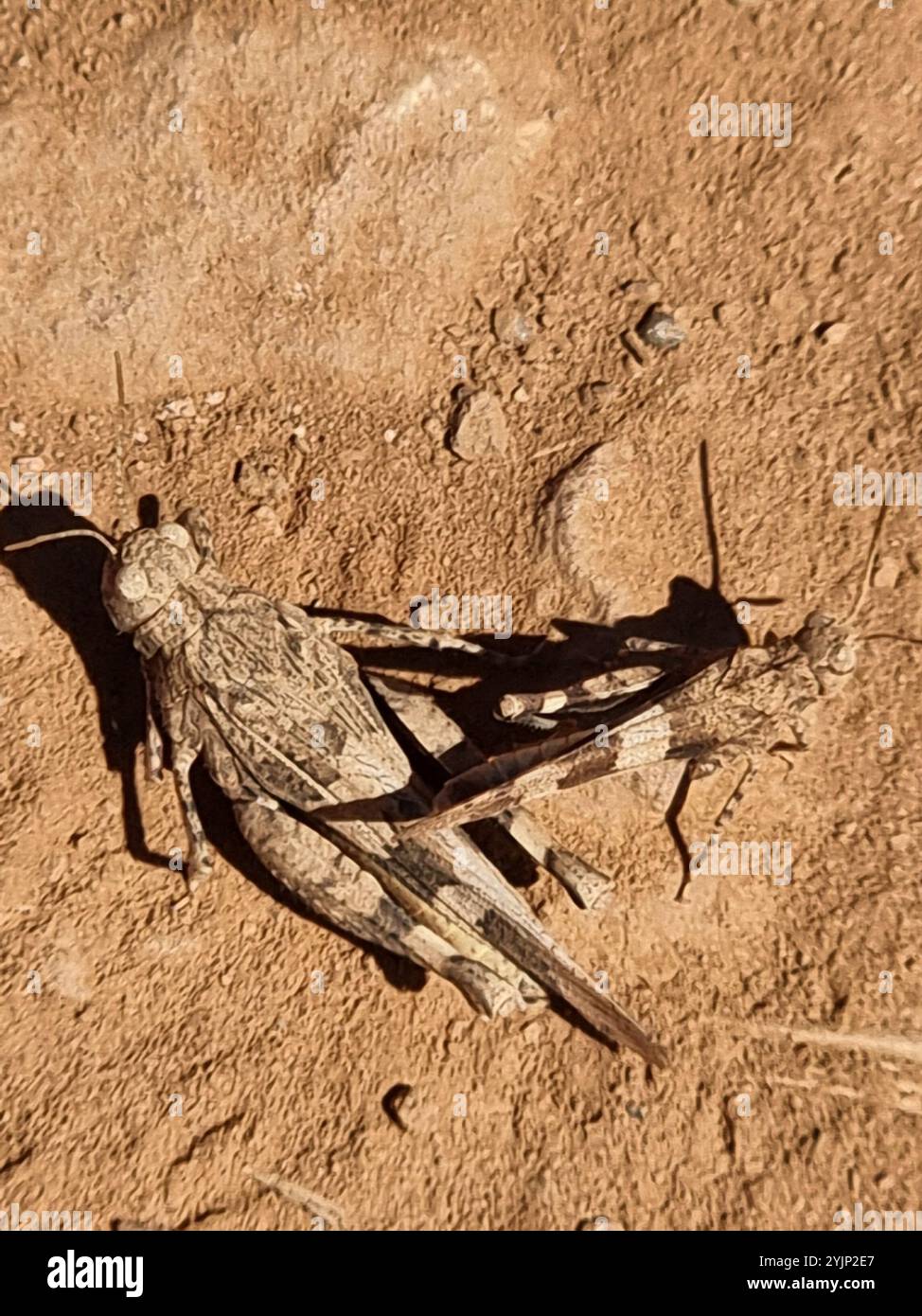 Blue-winged Grasshopper (Oedipoda caerulescens Stock Photo - Alamy