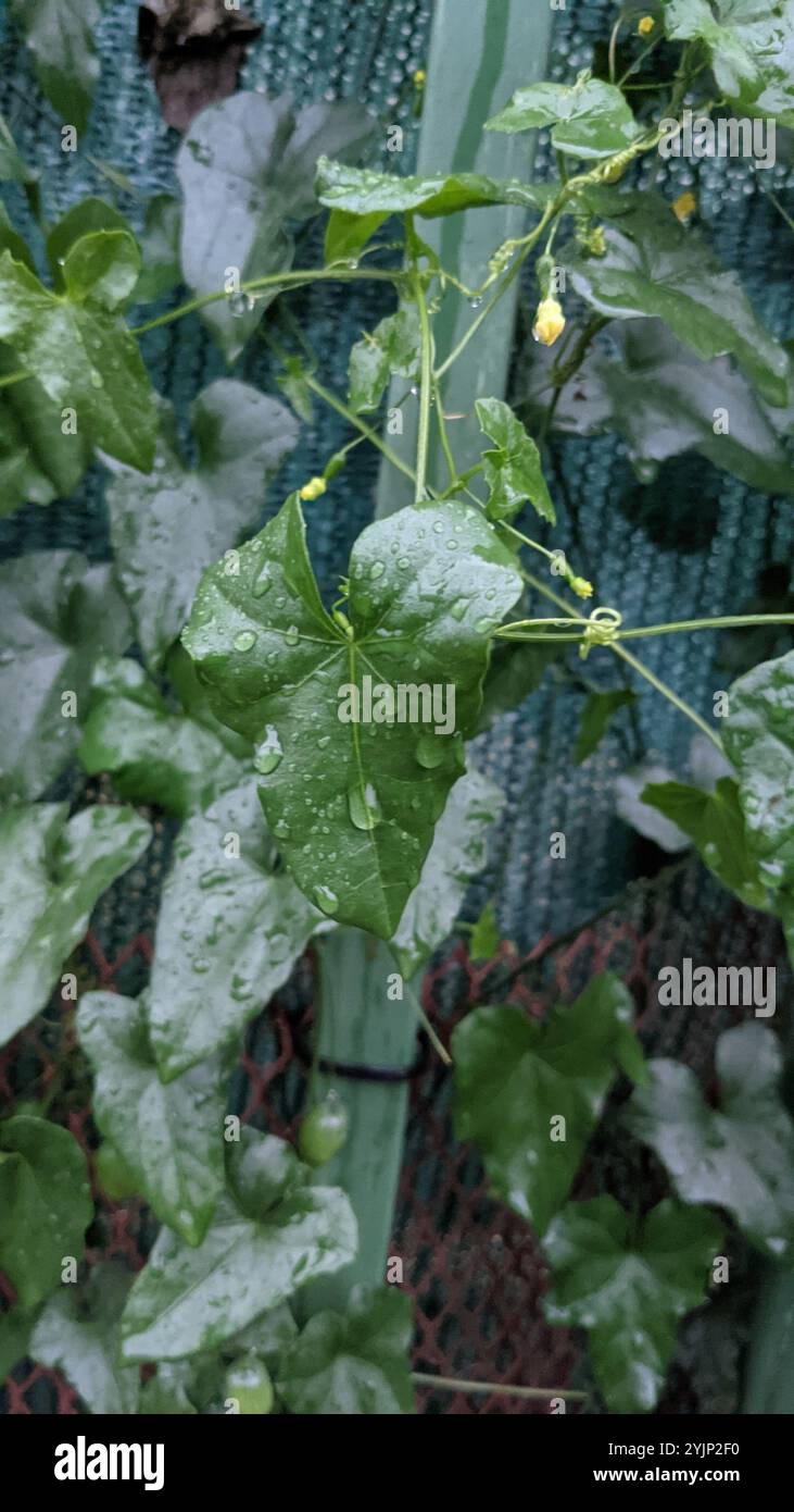 creeping cucumber (Melothria pendula Stock Photo - Alamy