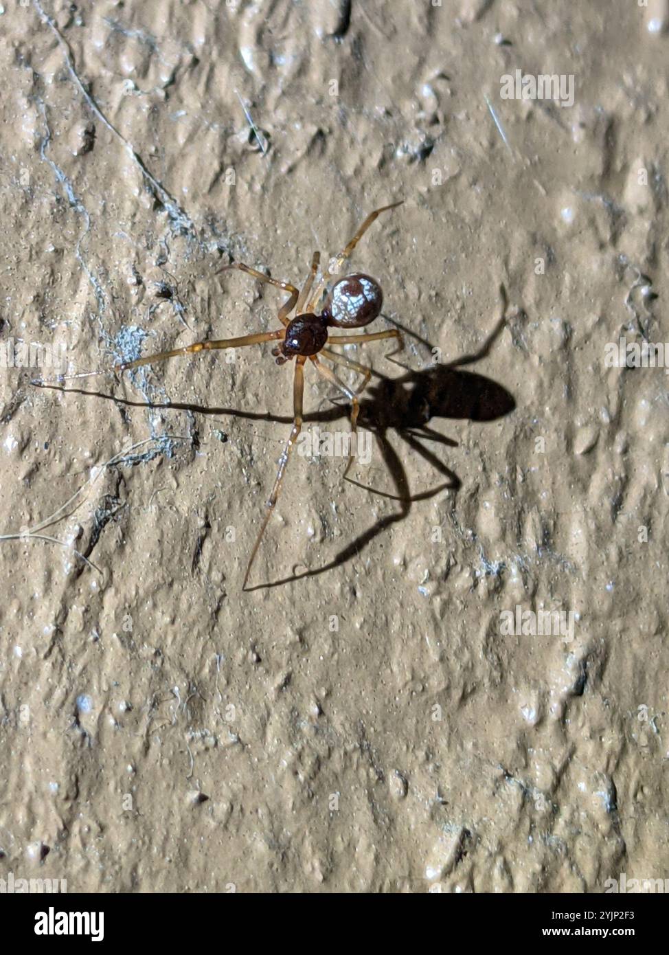 Triangulate Combfoot (Steatoda triangulosa Stock Photo - Alamy