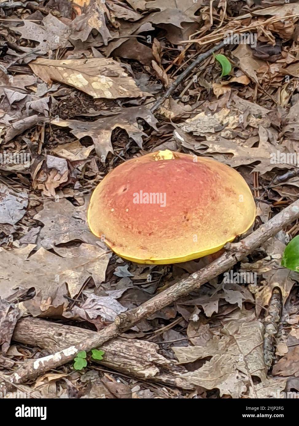 spotted bolete (Xanthoconium affine Stock Photo - Alamy
