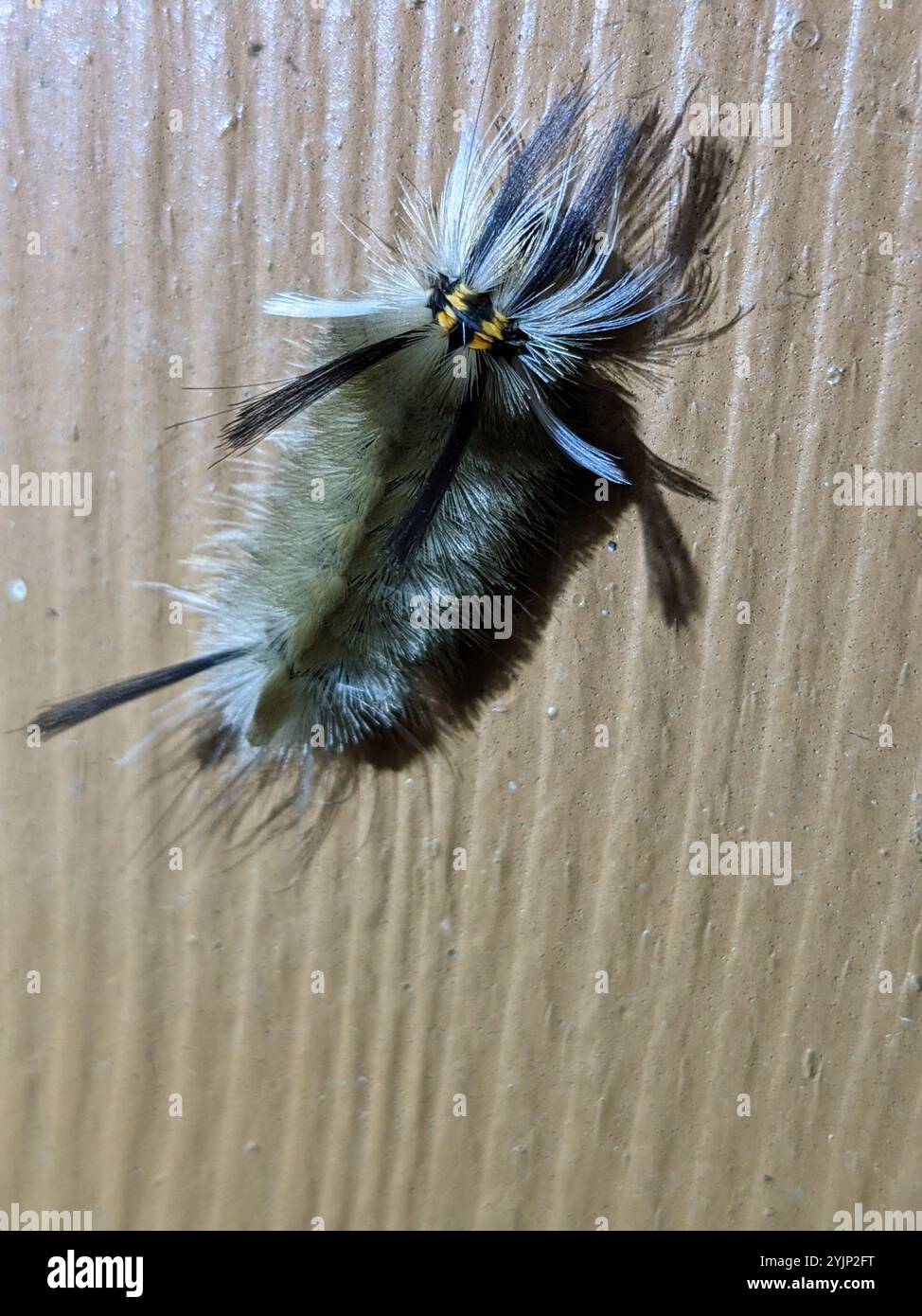 Banded Tussock Moth (Halysidota tessellaris Stock Photo - Alamy