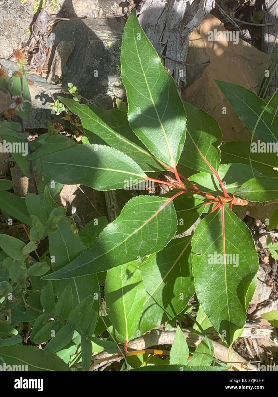 Narrowleaf Cottonwood (Populus angustifolia Stock Photo - Alamy