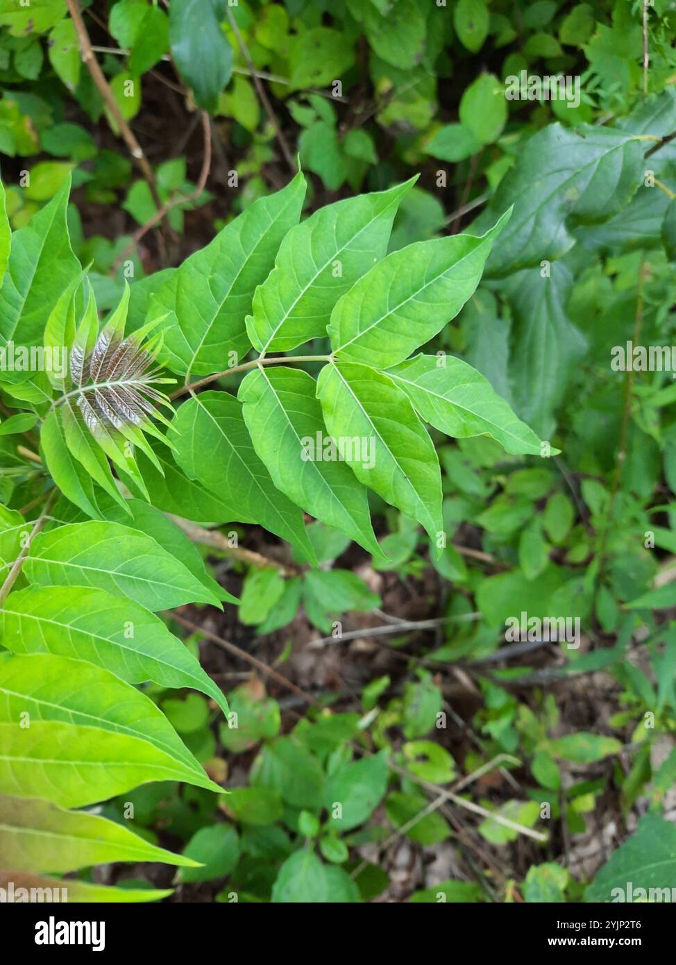 tree-of-heaven (Ailanthus altissima Stock Photo - Alamy