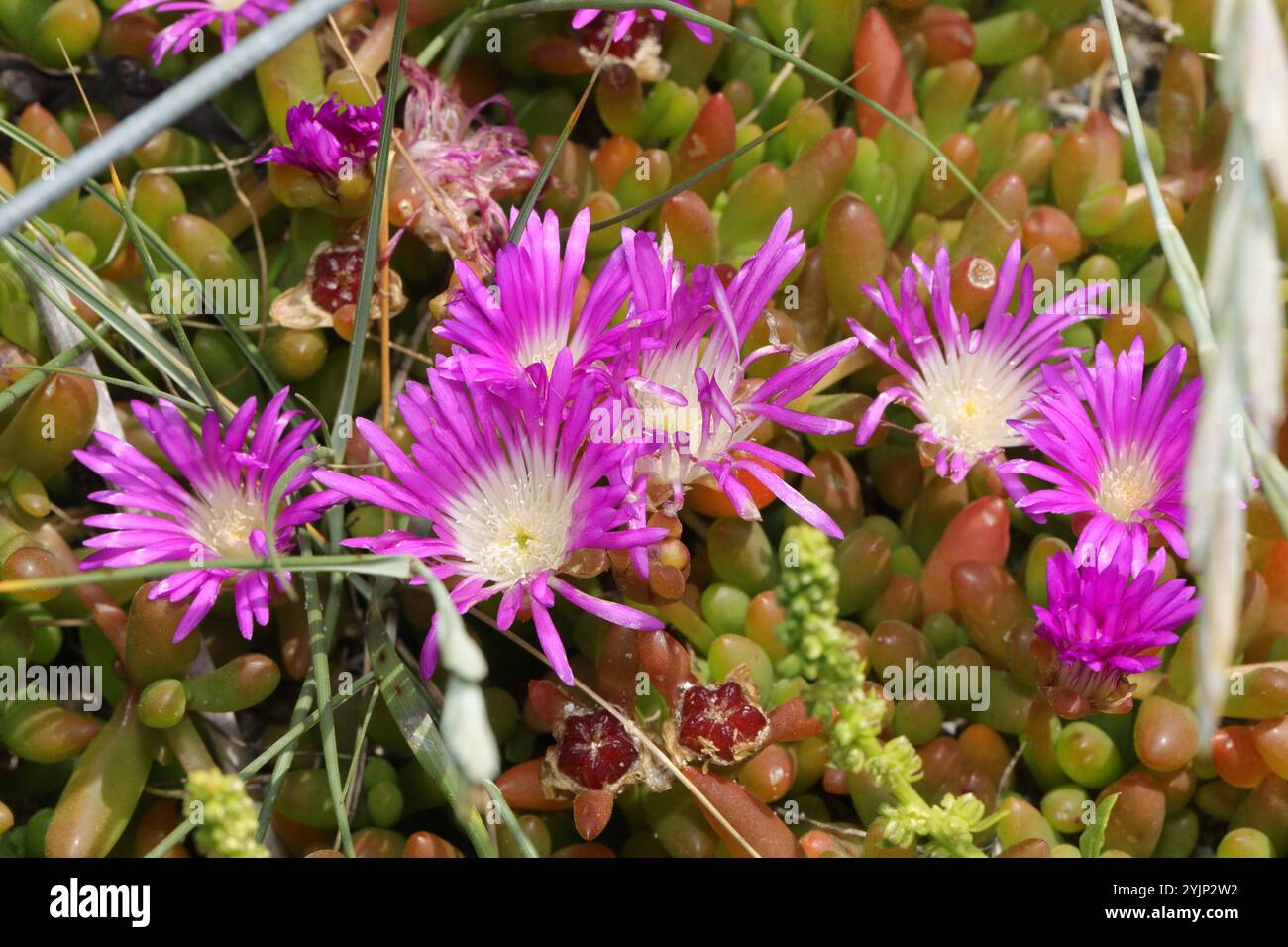 Purple Dewplant (Disphyma crassifolium Stock Photo - Alamy