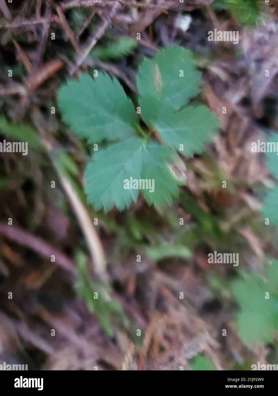 Five-leaf Dwarf Bramble (Rubus pedatus Stock Photo - Alamy