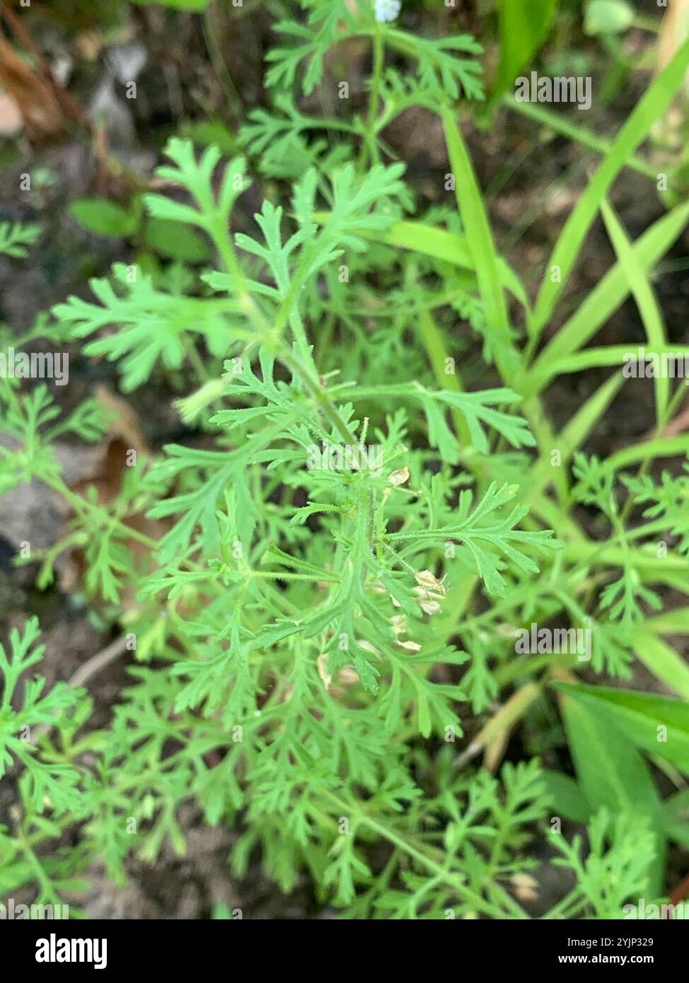 Obi-Wan conobea (Leucospora multifida Stock Photo - Alamy