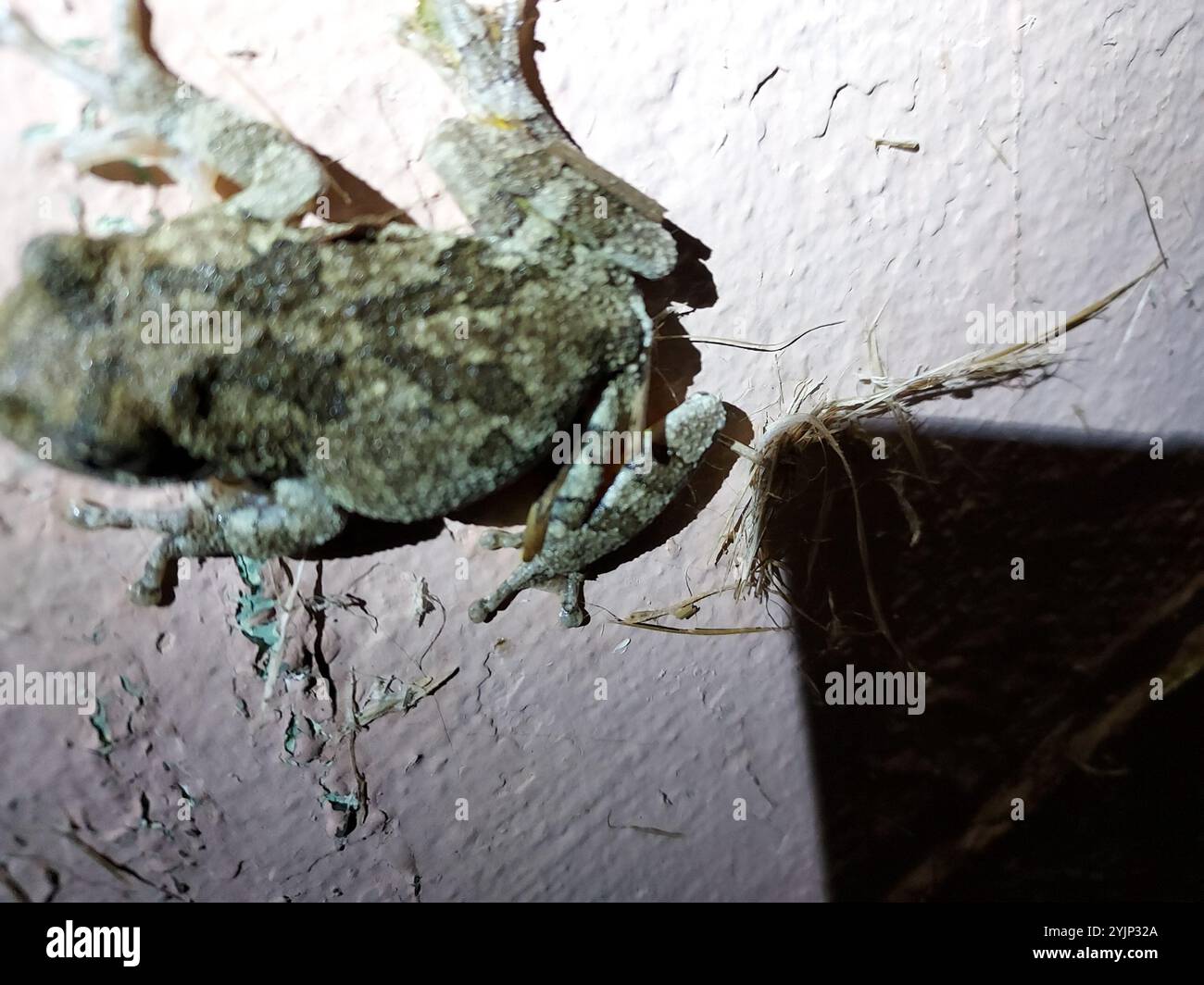 Cope's Gray Treefrog (Hyla chrysoscelis Stock Photo - Alamy