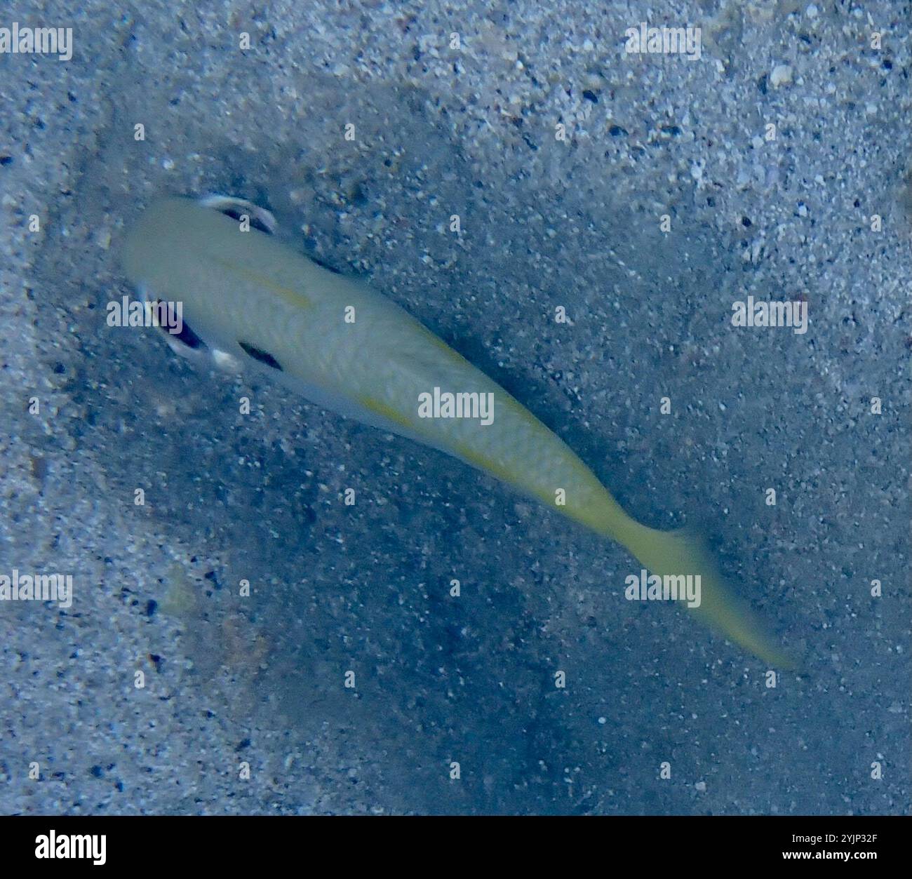 Yellowstripe Goatfish (Mulloidichthys flavolineatus Stock Photo - Alamy