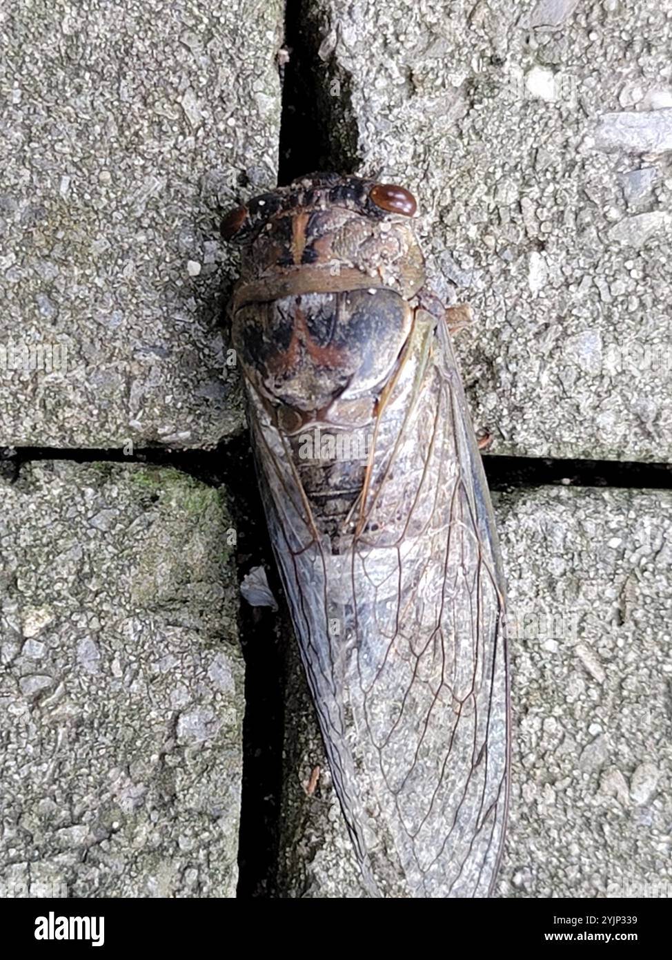 Northern Dusk-singing Cicada (Megatibicen grossa Stock Photo - Alamy