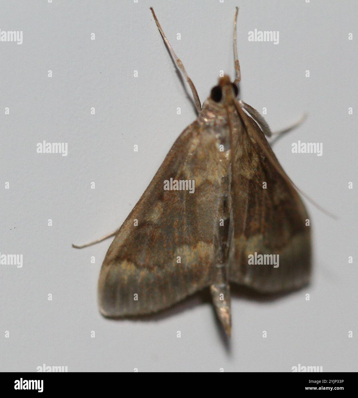 European Corn Borer Moth (Ostrinia nubilalis Stock Photo - Alamy