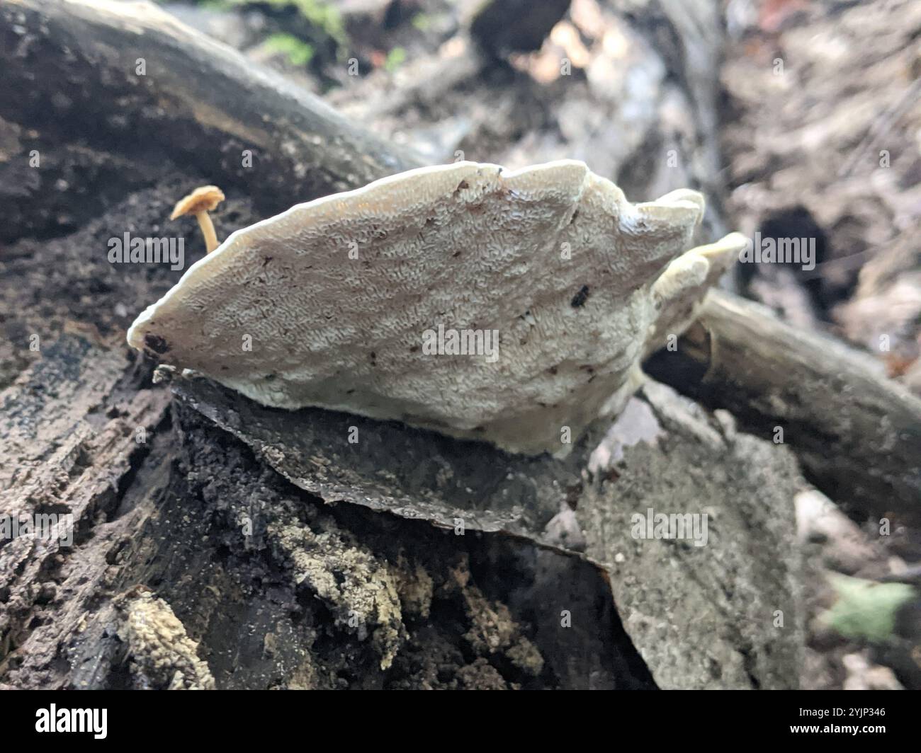 Lumpy Bracket (Trametes gibbosa Stock Photo - Alamy